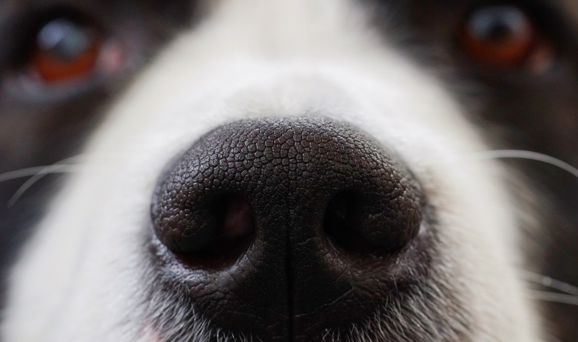 Professionelle Suchhundeinsätze & Suchhundeausbildung - Dein Spürhund